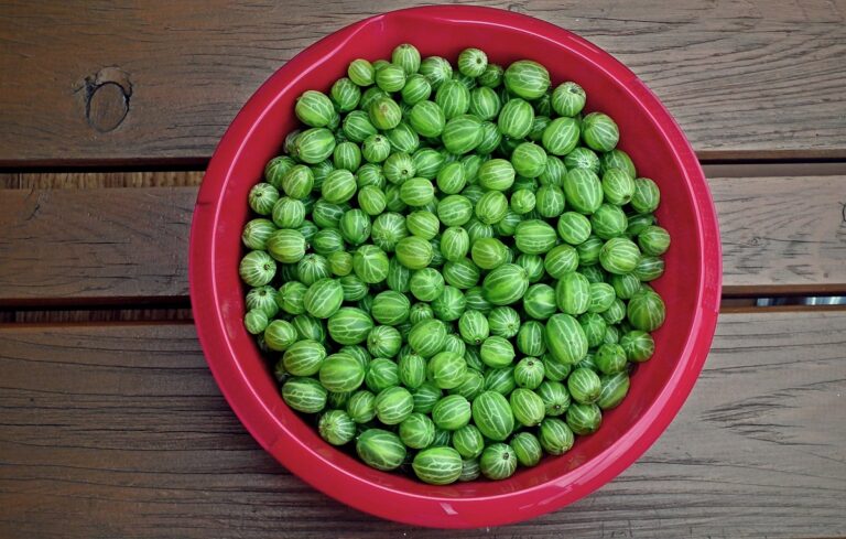 Przetwory z agrestu (babcine przepisy) - FoodForrest - mój ogród